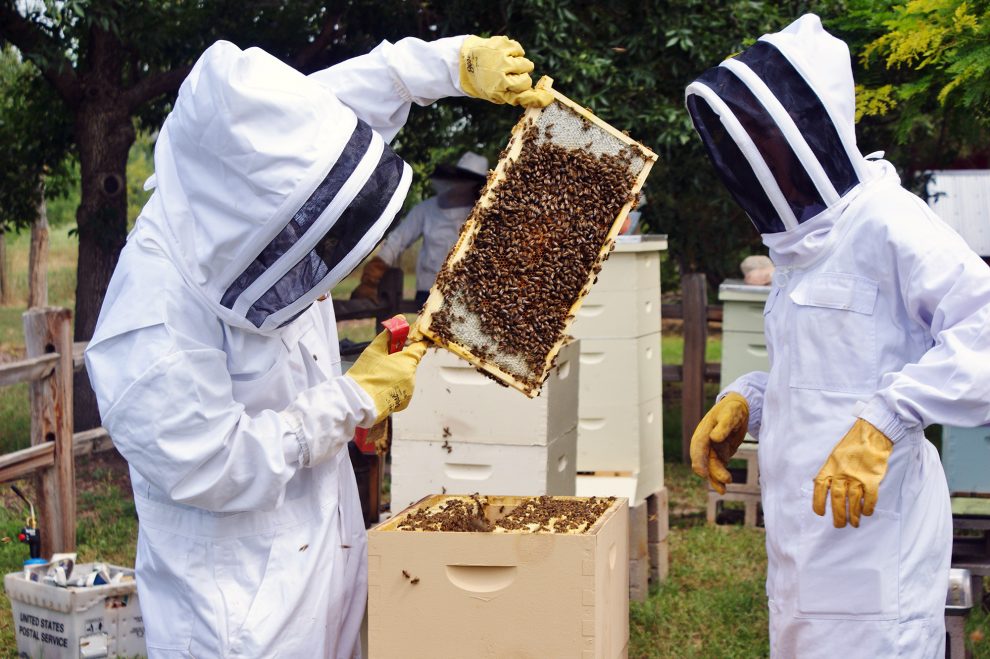 The Untapped Potential of Honey Bees Business in Africa – MOMO AFRICA